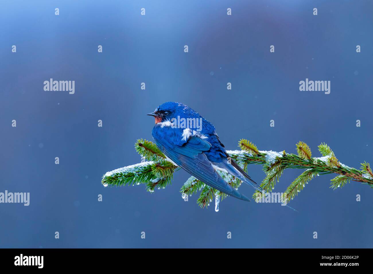 Spring and birds. Nature background Stock Photo - Alamy