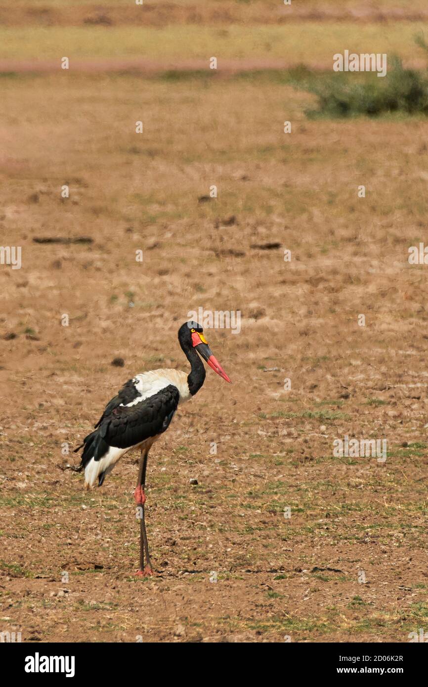 National bird of tanzania hi-res stock photography and images - Alamy
