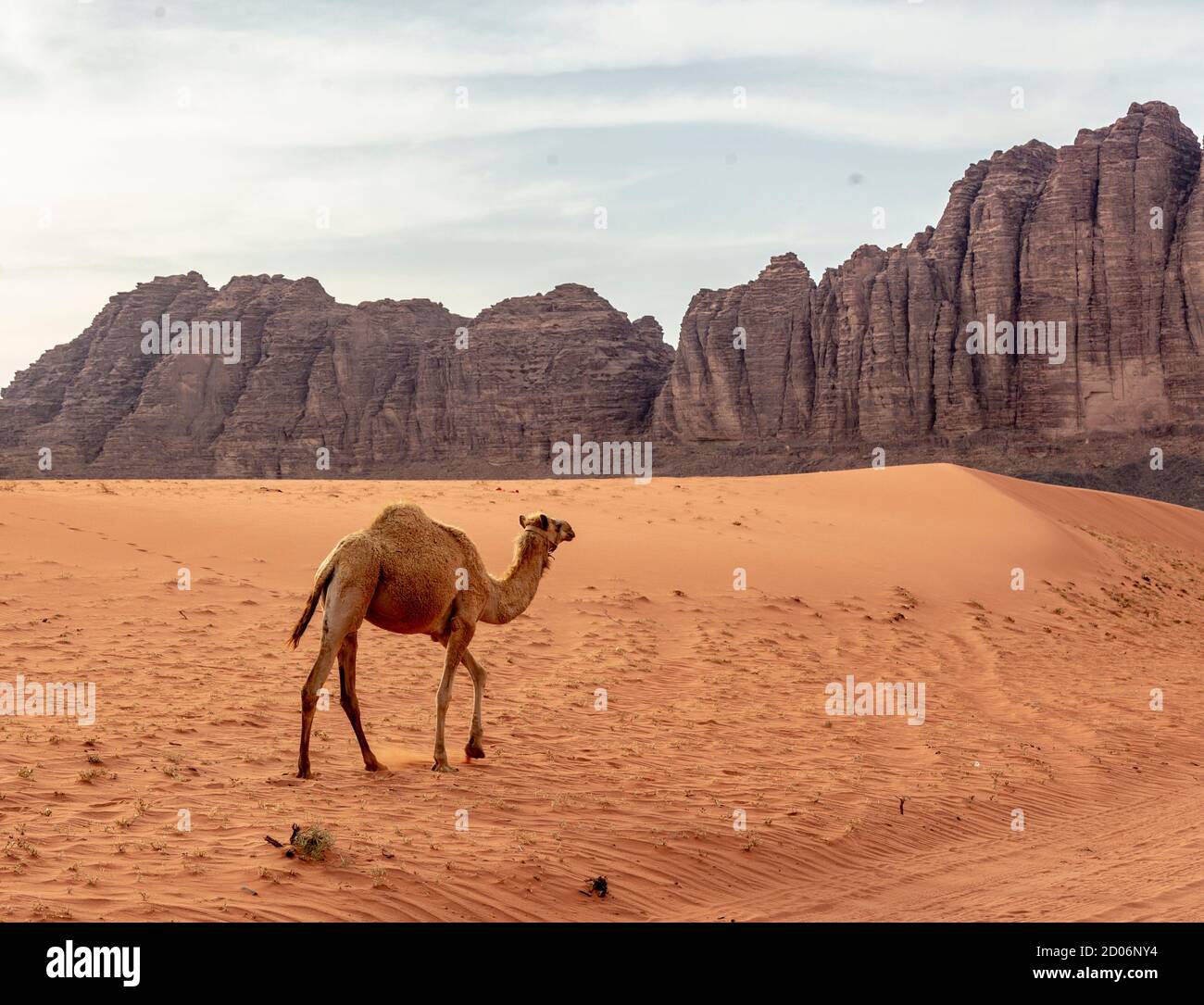 Lone Wild Camel Walks Across the Sand Near Wadi Rum Stock Photo - Alamy