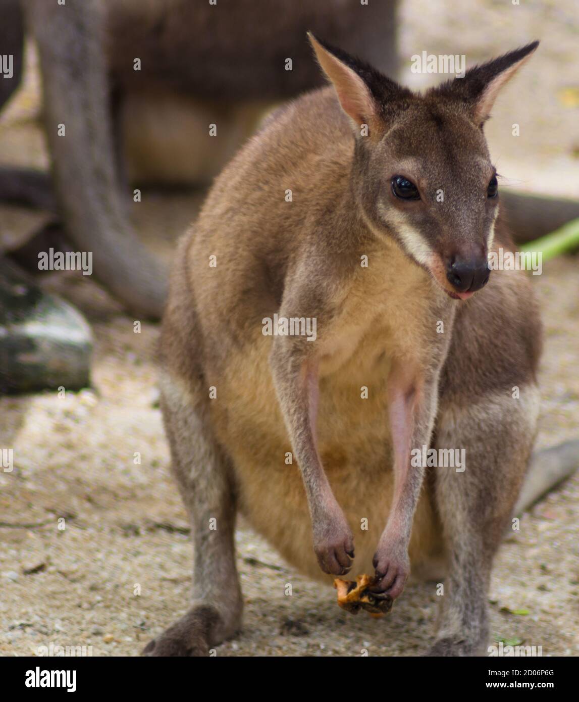 cute little kangaroo at the zoo in malaysia Stock Photo - Alamy