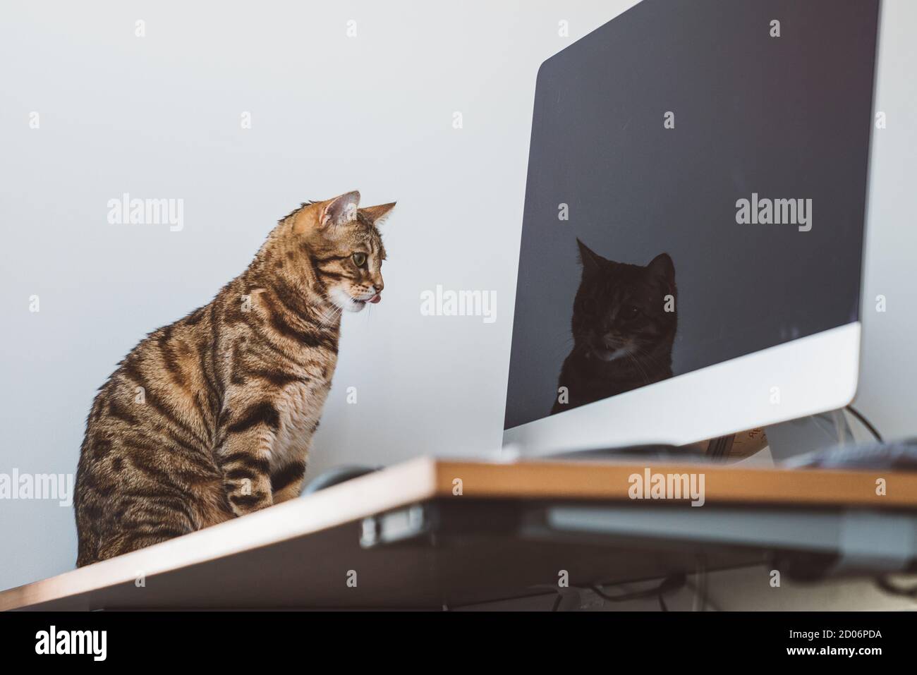 Cute domestic Bengal cat standing on a computer desk under the lights ...