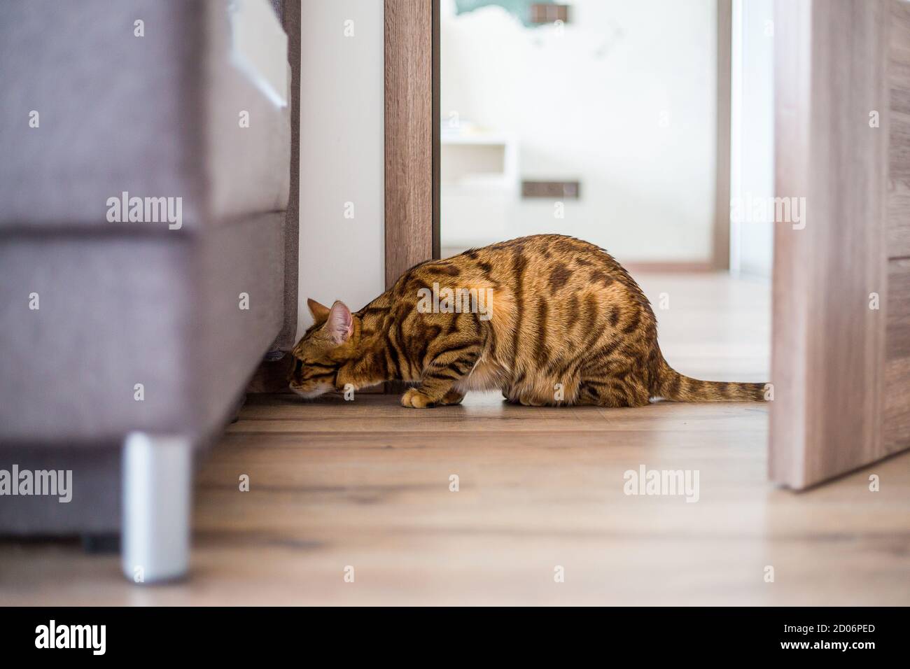 Closeup of a domestic Bengal cat looking under a sofa in a house under ...