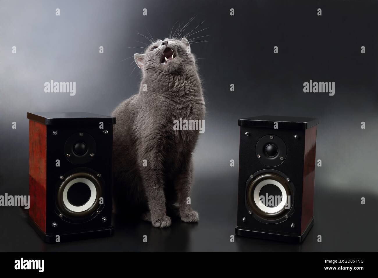 Domestic cat music sing hi-res stock photography and images - Alamy