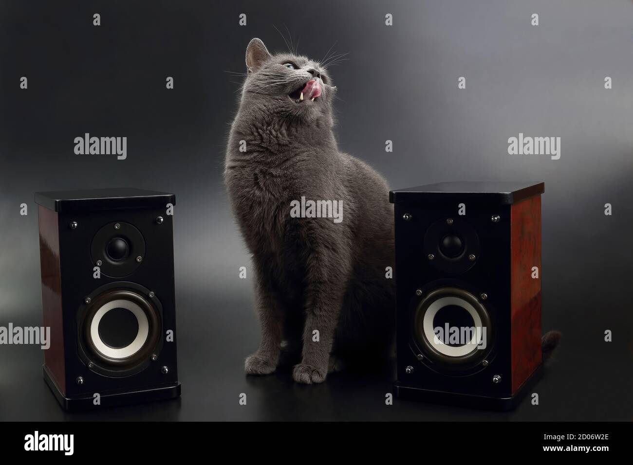 Gray cat music hi-res stock photography and images - Alamy