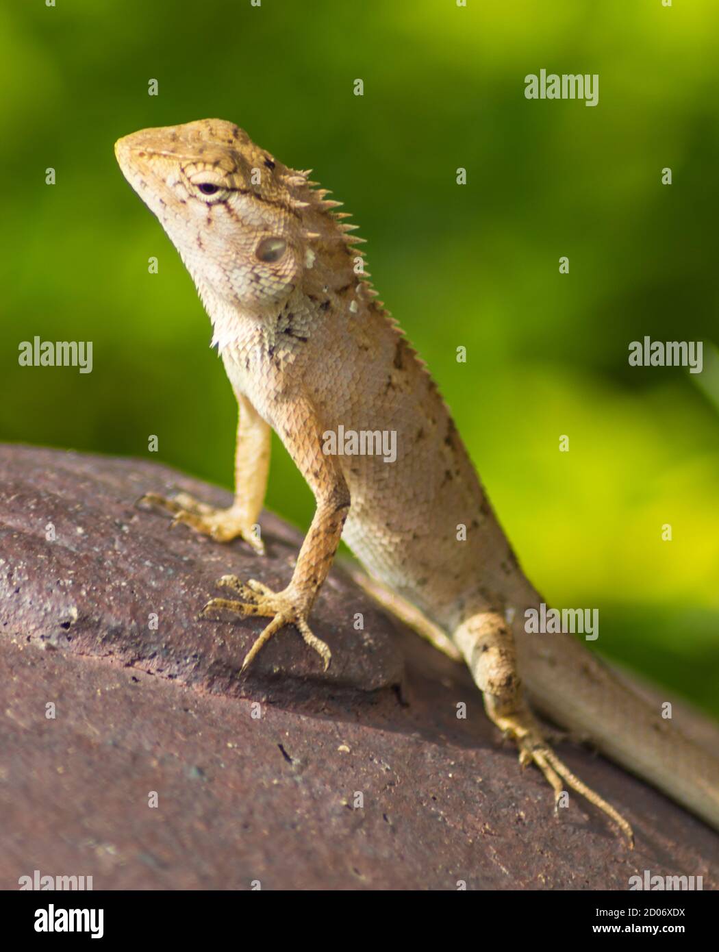 lizard on the rust metal surface against green background Stock Photo ...