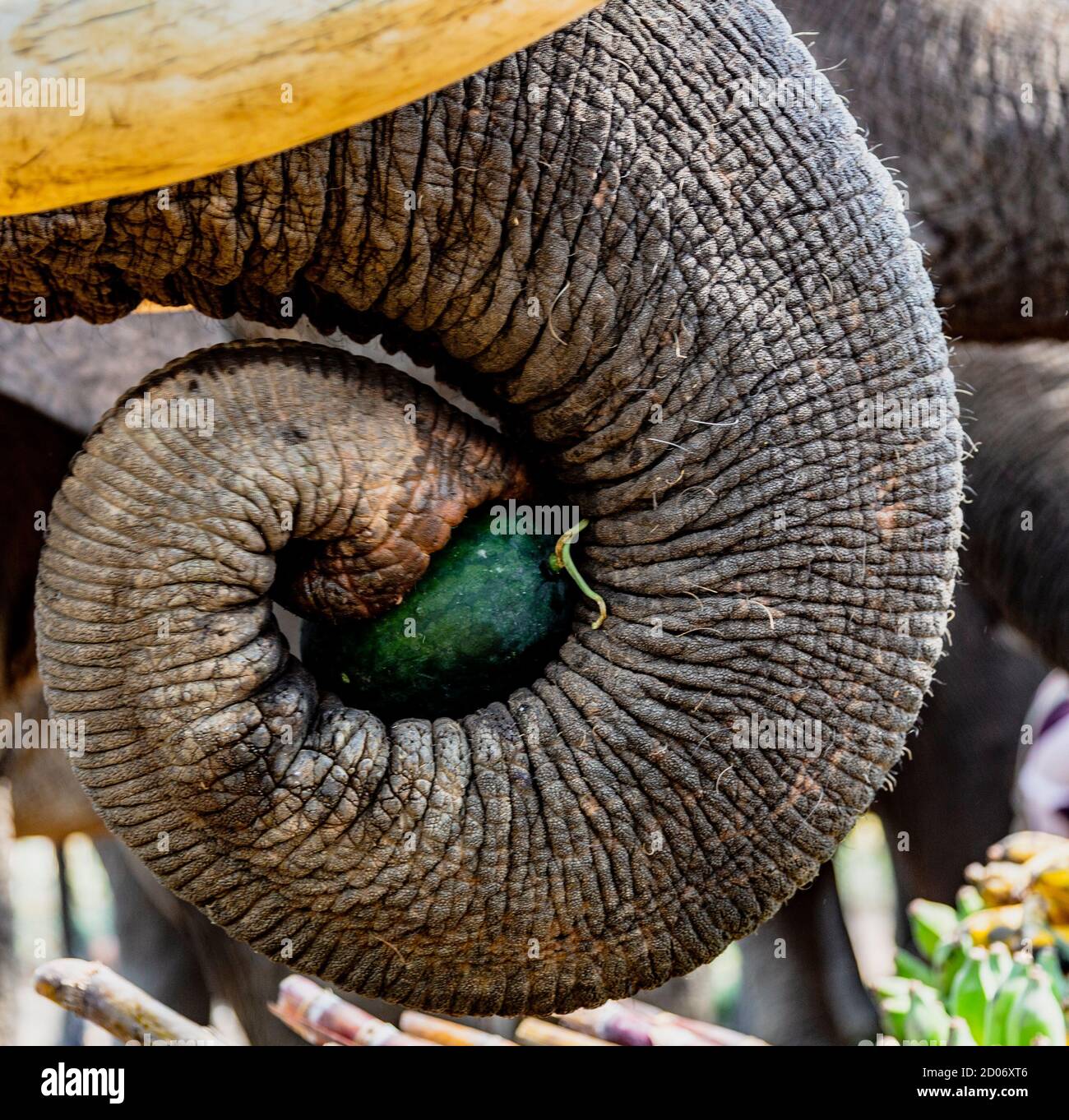 Closeup of Elephant Picking up and Eating Melon Stock Photo - Alamy