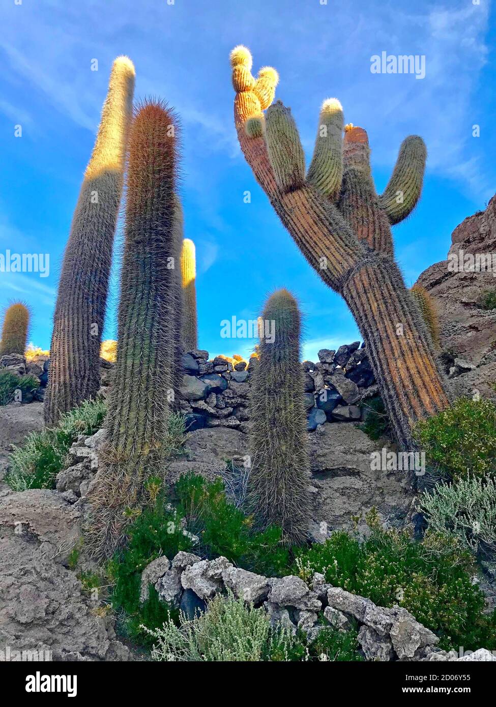 Trichocereus pasacana cactus hi-res stock photography and images - Alamy