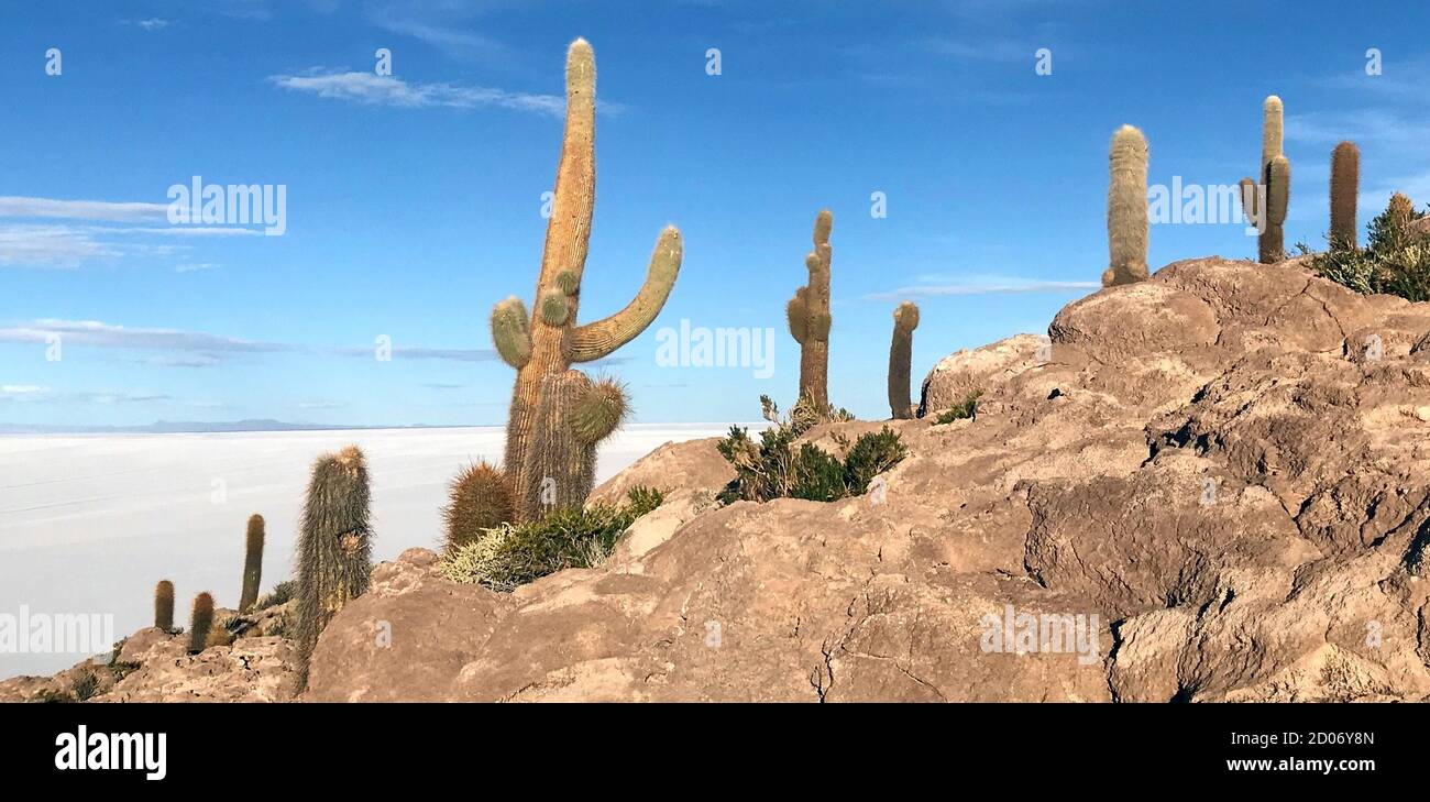 Cacti Island Isla Incahuasi In Desert Salt Flats Salar De Uyuni