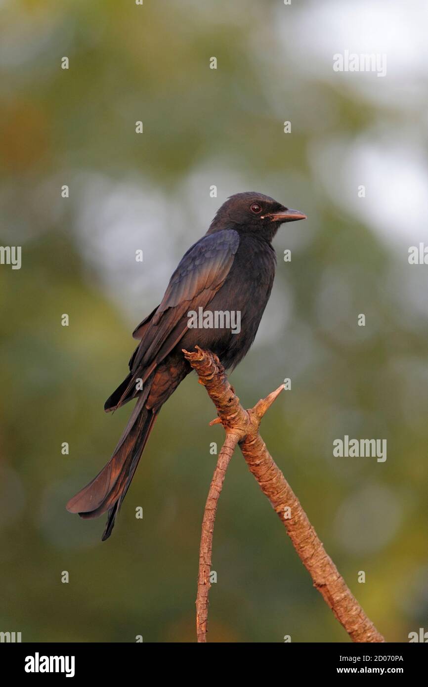 Black Drongo (Dicrurus macrocercus), N.T. Hong Kong 7th Sept 2013 Stock ...