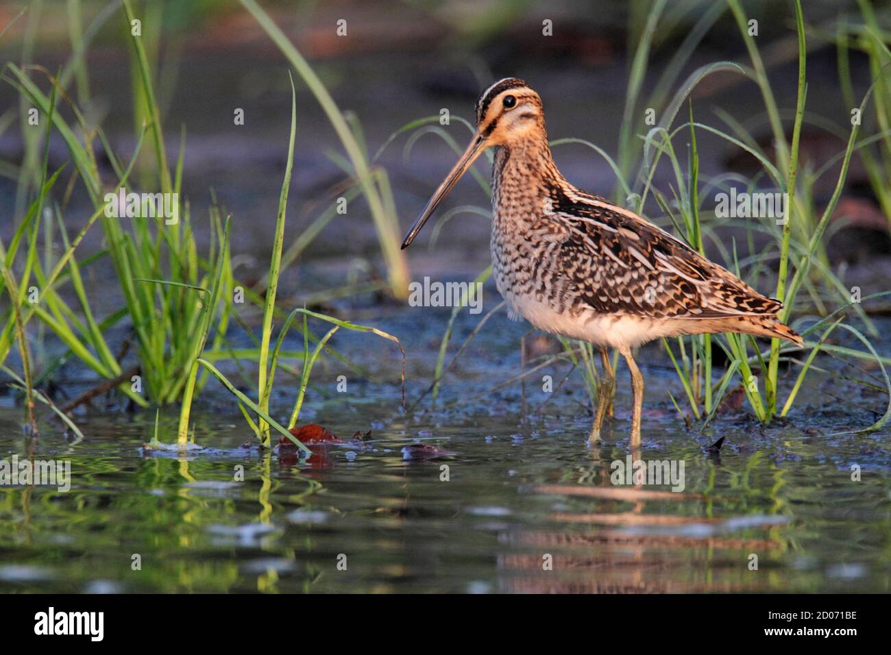 Gallinago gallinago wetland habitat hi-res stock photography and images ...