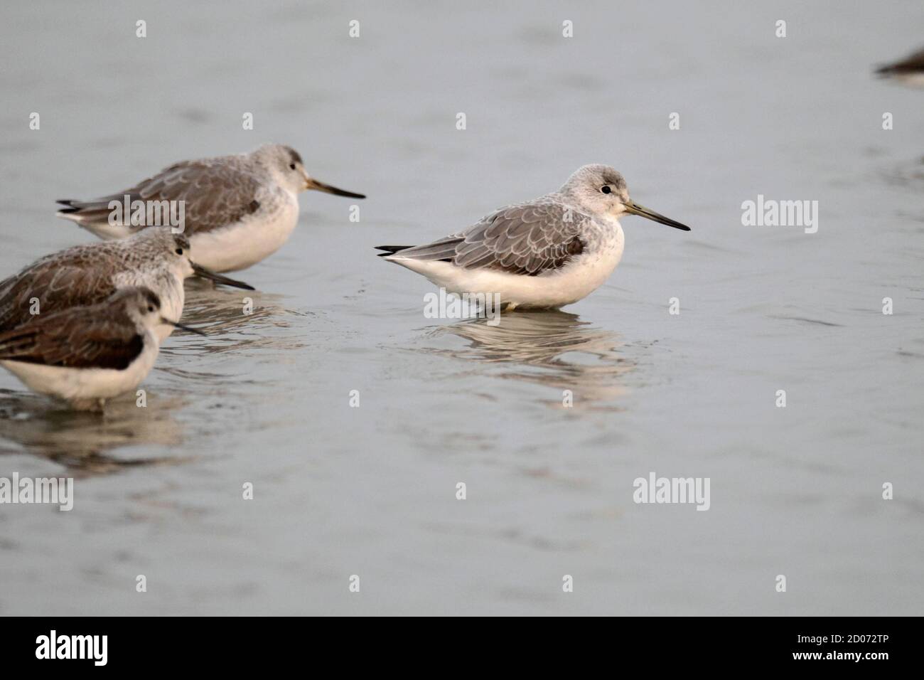 Po Line High Resolution Stock Photography and Images - Alamy