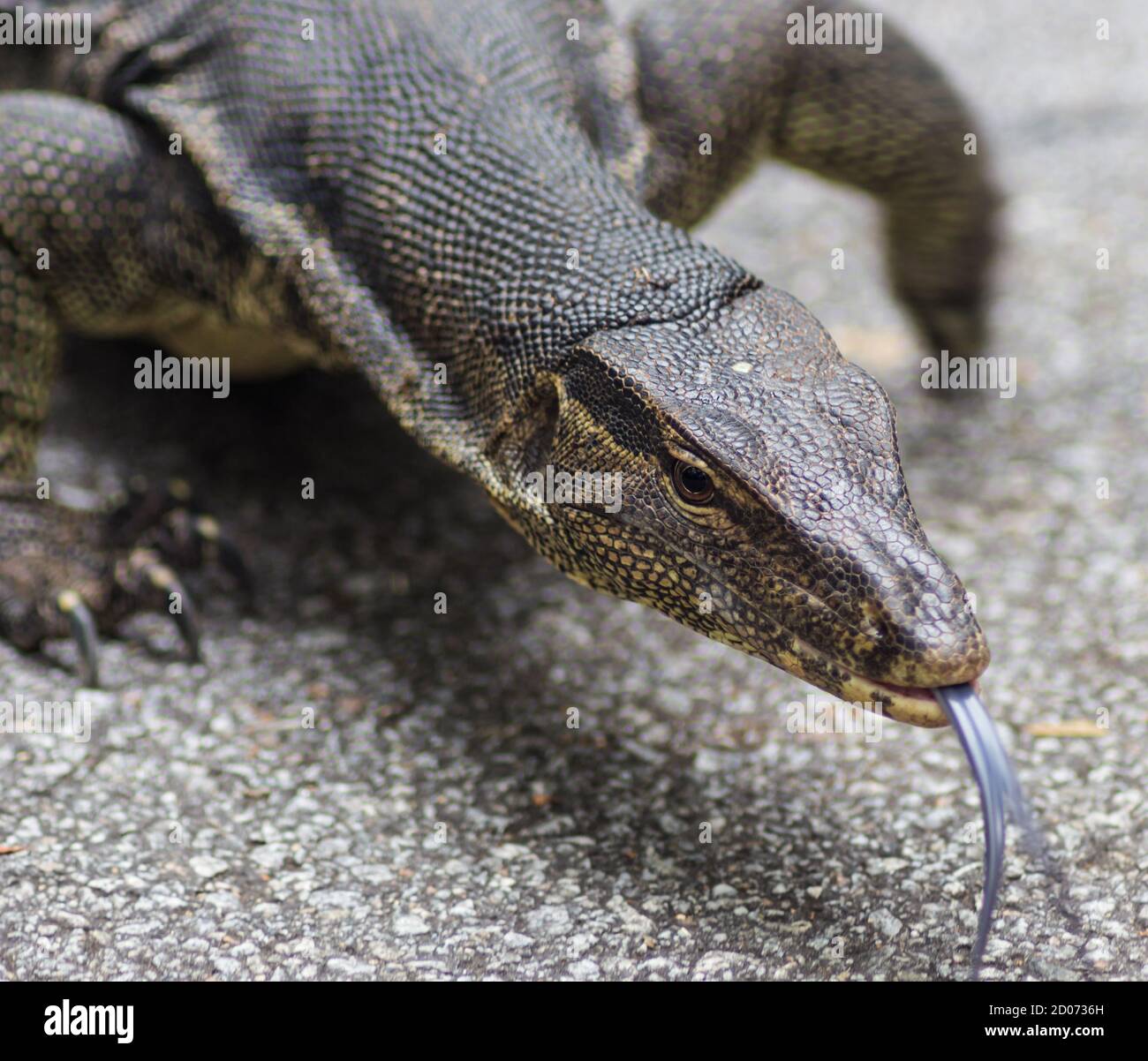 Portrait of a monitor lizard in Singapore Zoo Stock Photo - Alamy