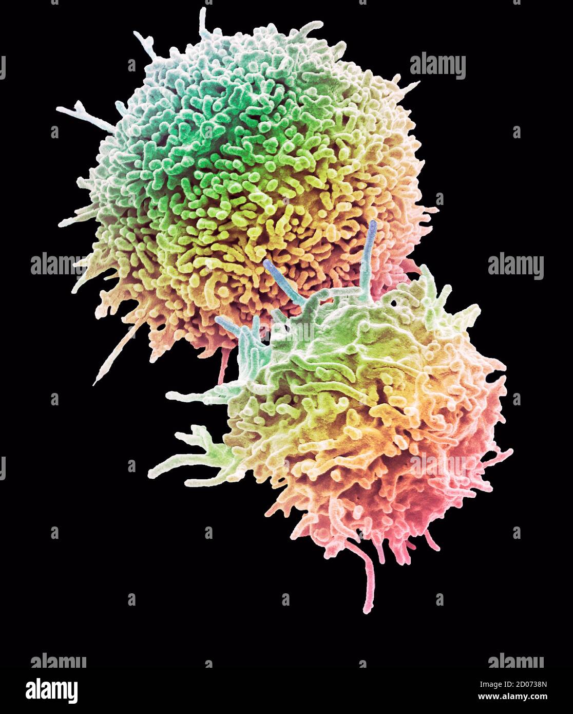 Resting T lymphocytes. Coloured scanning electron micrograph (SEM) of ...