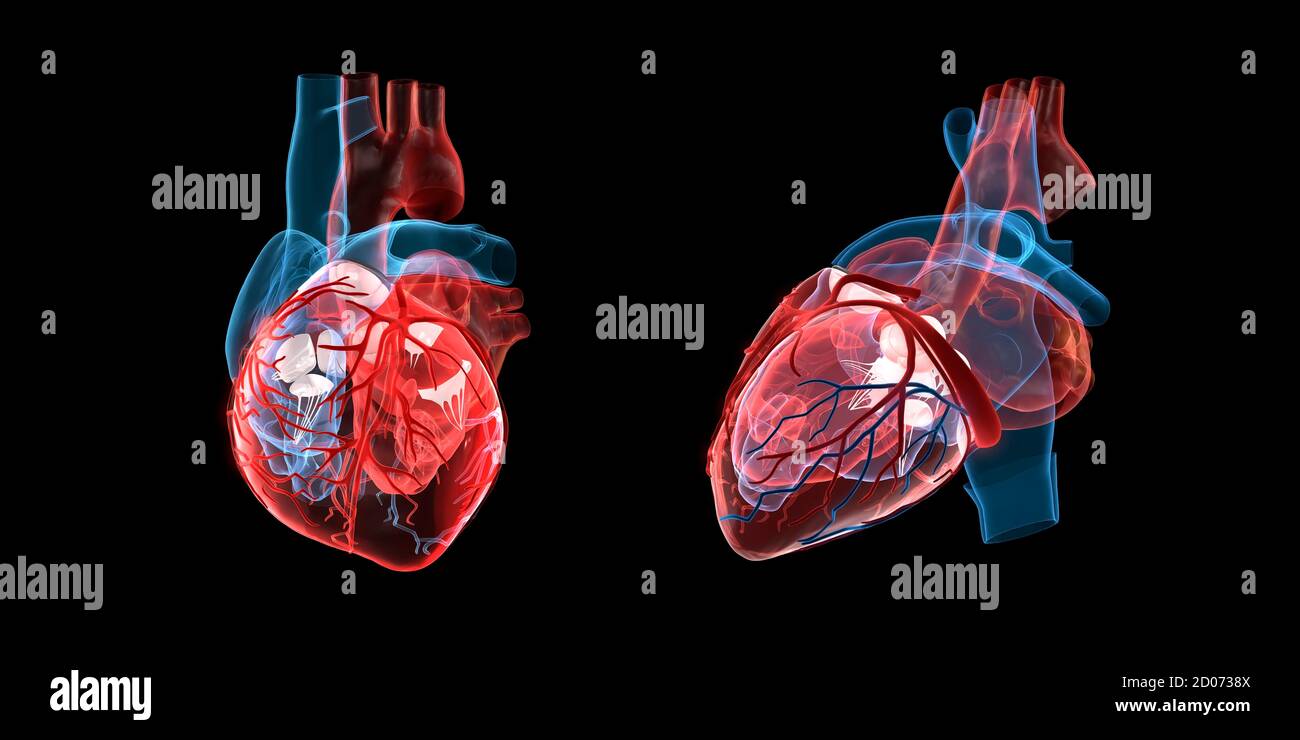 Anatomy of a human heart, front and side view, 3d illustration Stock ...