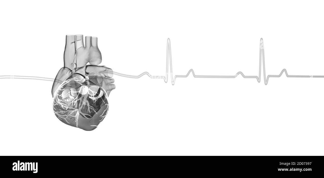 3d illustration of a human heart with a cardiac cycle trace Stock Photo ...