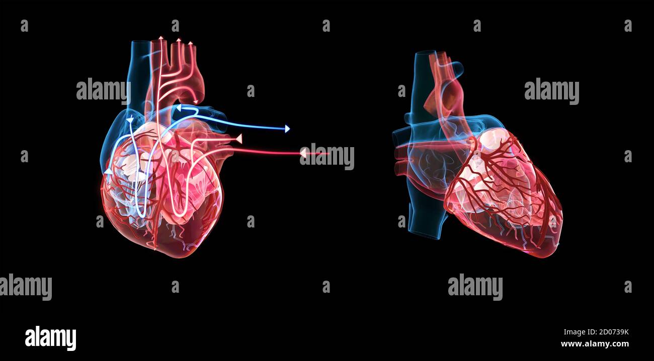 3d illustrations of the human heart with lines demonstrating blood flow ...