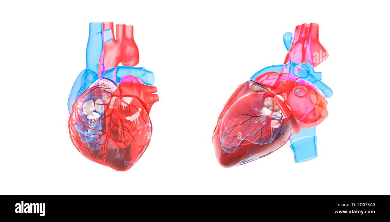 Anatomy of a human heart, front and side view, 3d illustration Stock ...