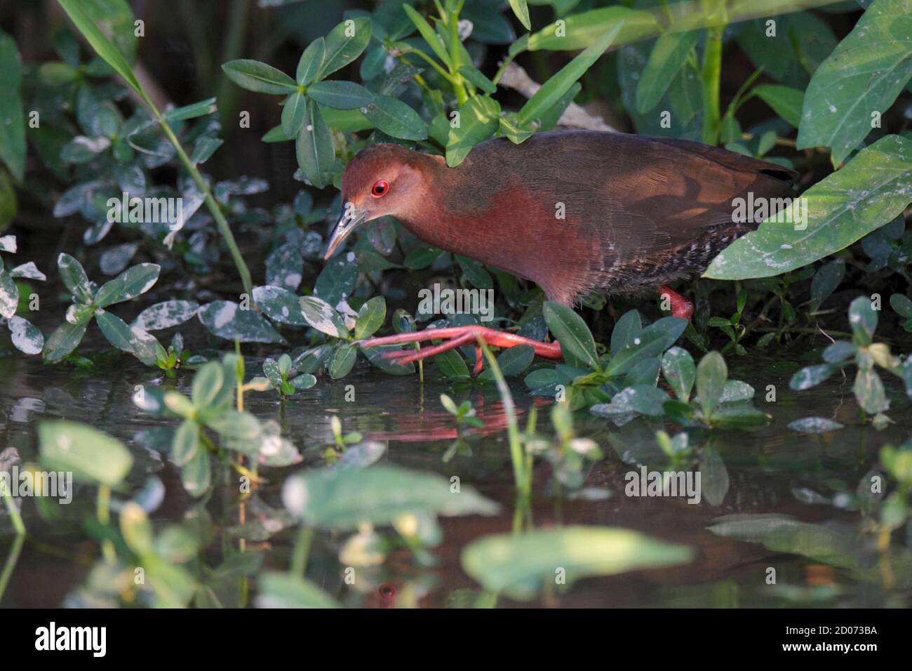 Ruddy-breasted Crake (Porzana fusca) Long Valley, N.T. Hong Kong 24th ...