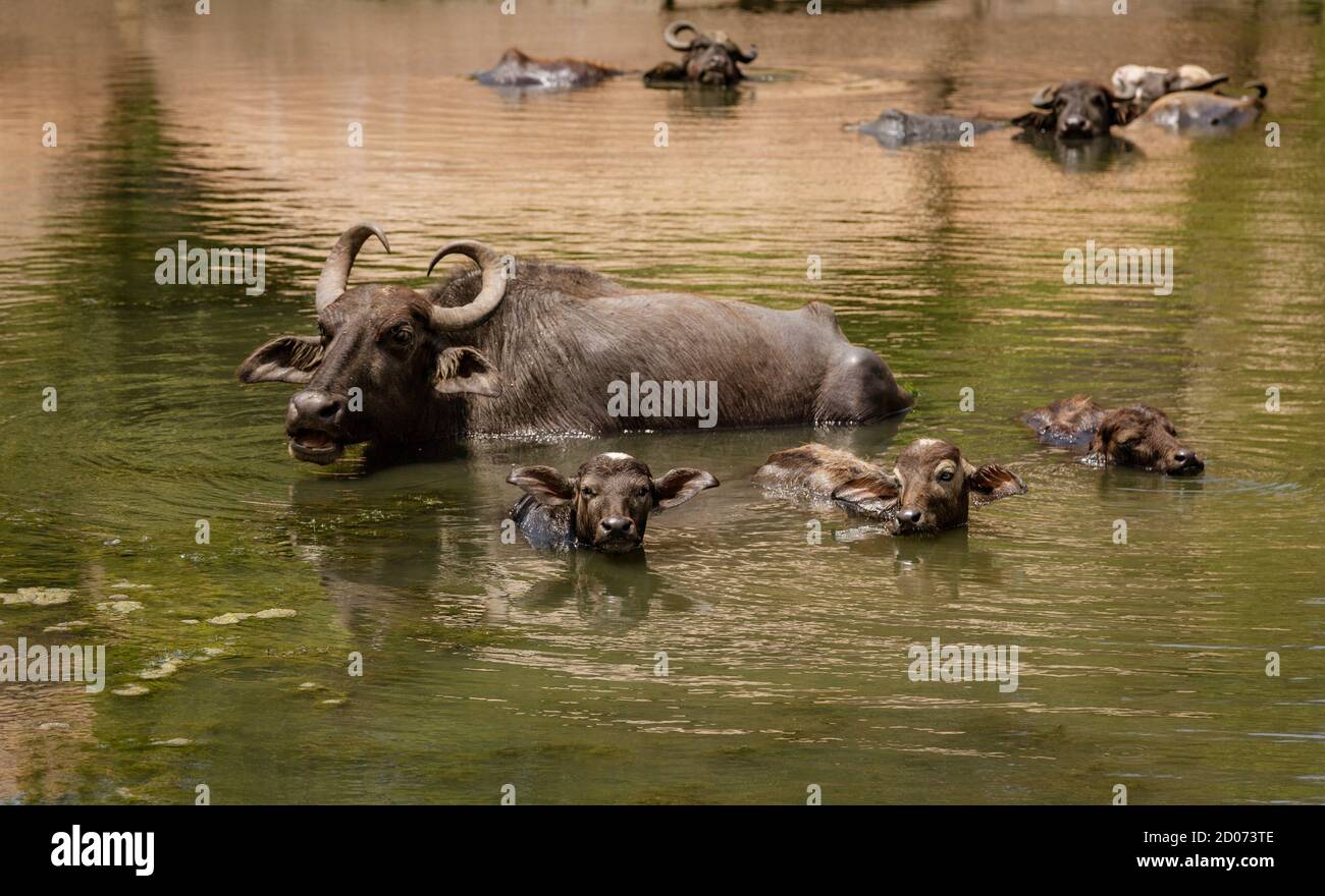 Water buffalo calves hi-res stock photography and images - Alamy