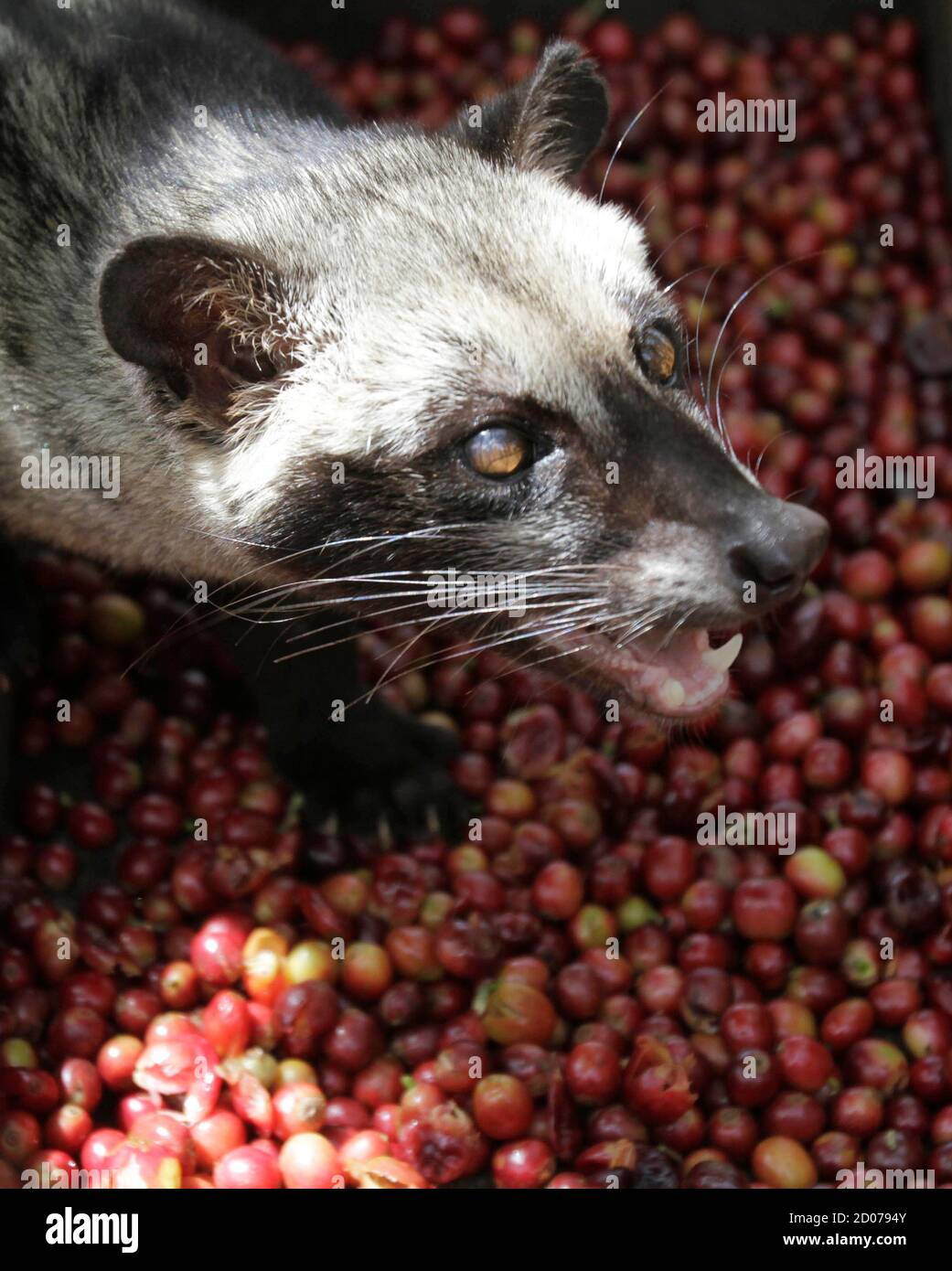 Civet fruit hi-res stock photography and images - Alamy