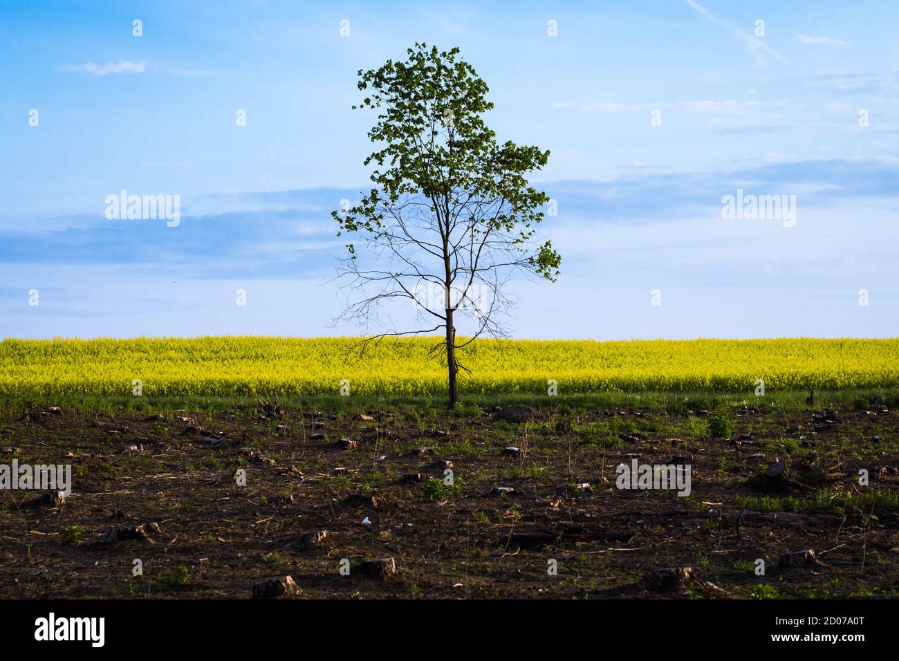 a lone maple tree after the felling with blue sunset sky and yellow ...
