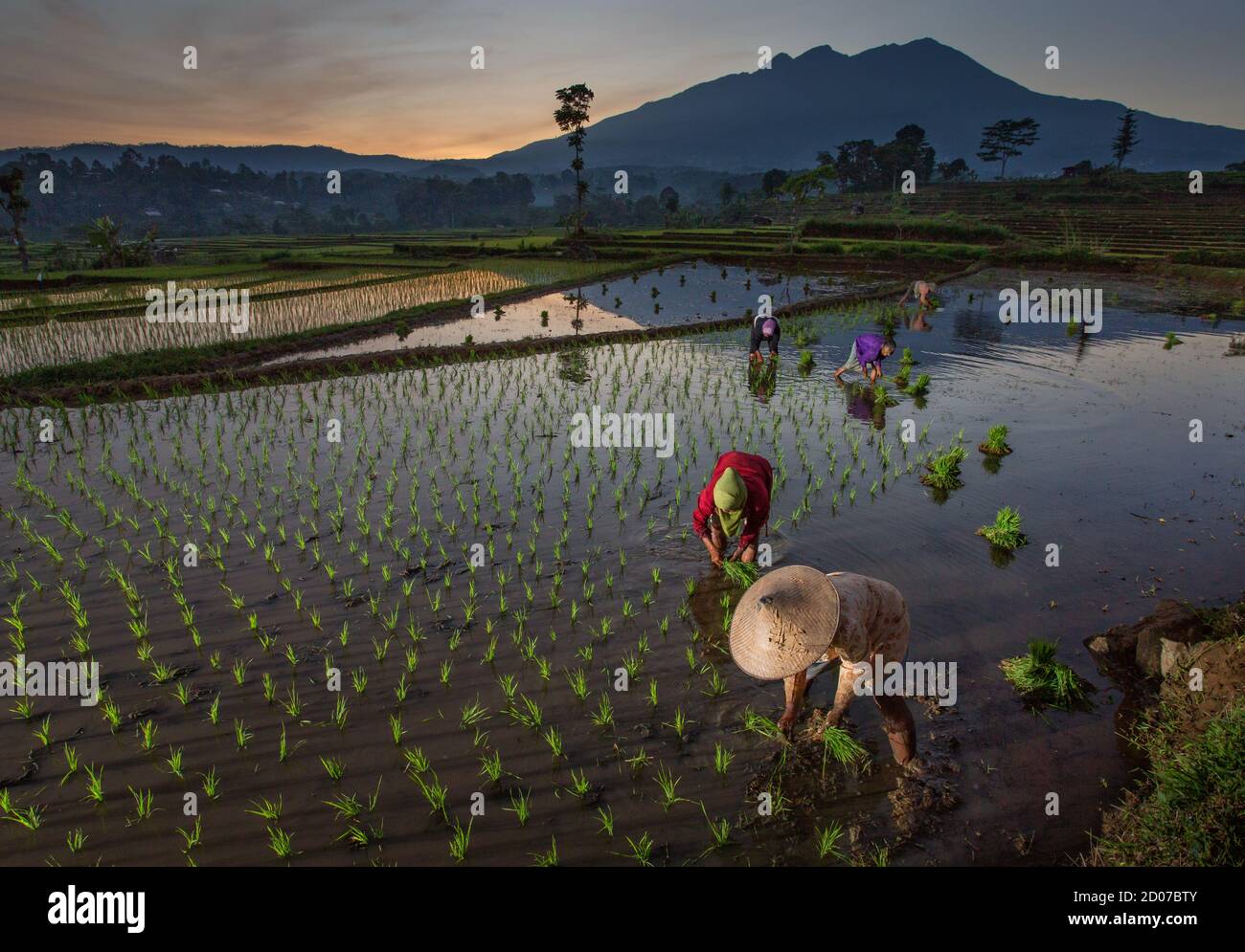 Rice Planting at Sunrice Stock Photo - Alamy