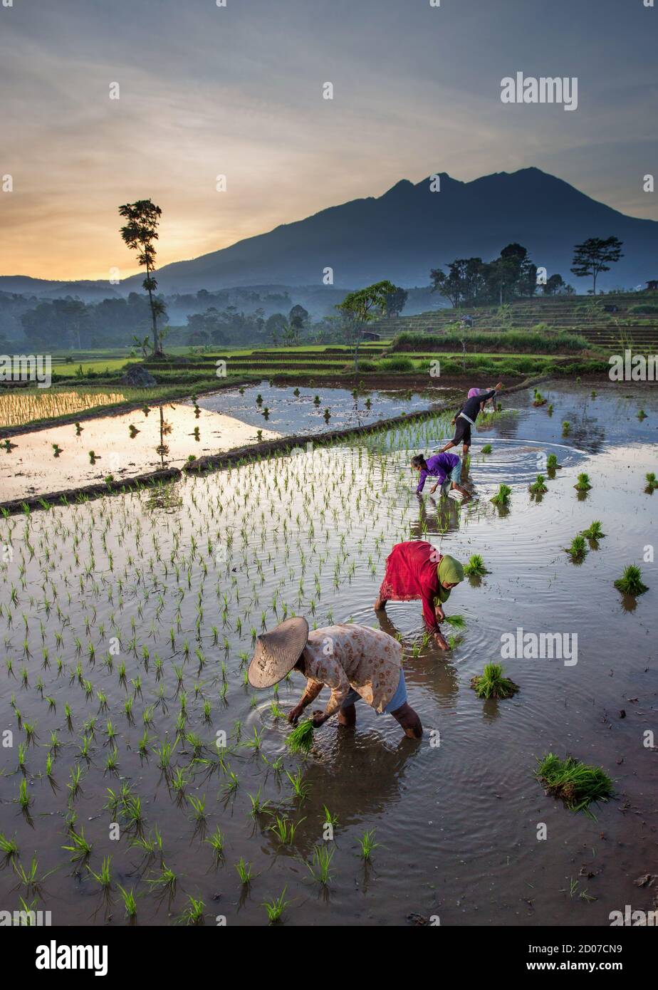 Rice Planting at Sunrice Stock Photo - Alamy
