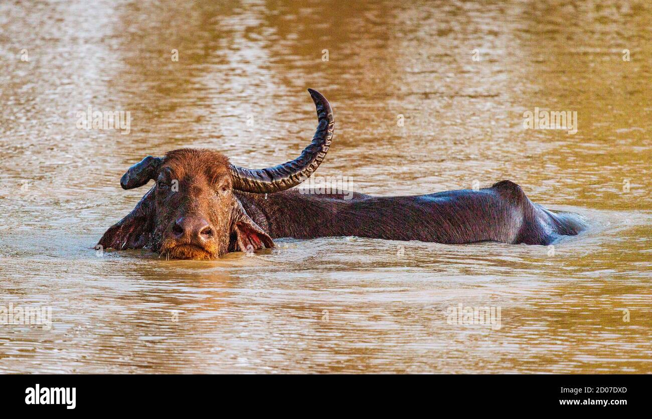 Water Buffalo With Only One Horn Sits in Water Up To Neck Stock Photo ...
