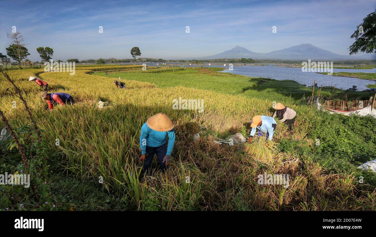 Traditional rice harvesting hi-res stock photography and images - Alamy