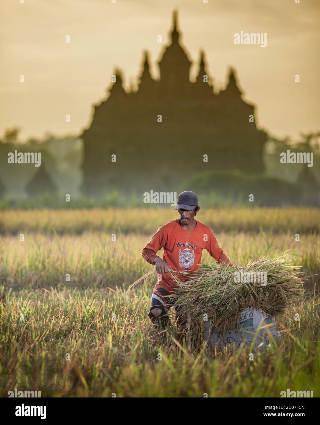 Traditional rice harvesting hi-res stock photography and images - Alamy