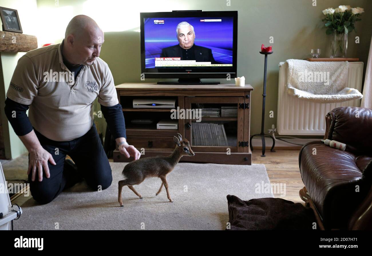 Curator of mammals at chester zoo tim rowlands at home hi-res stock ...