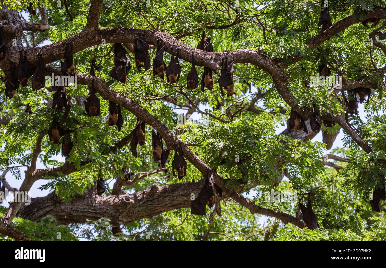 Large Bats Hang From Trees During Day From Trees in Sri Lanka Stock ...