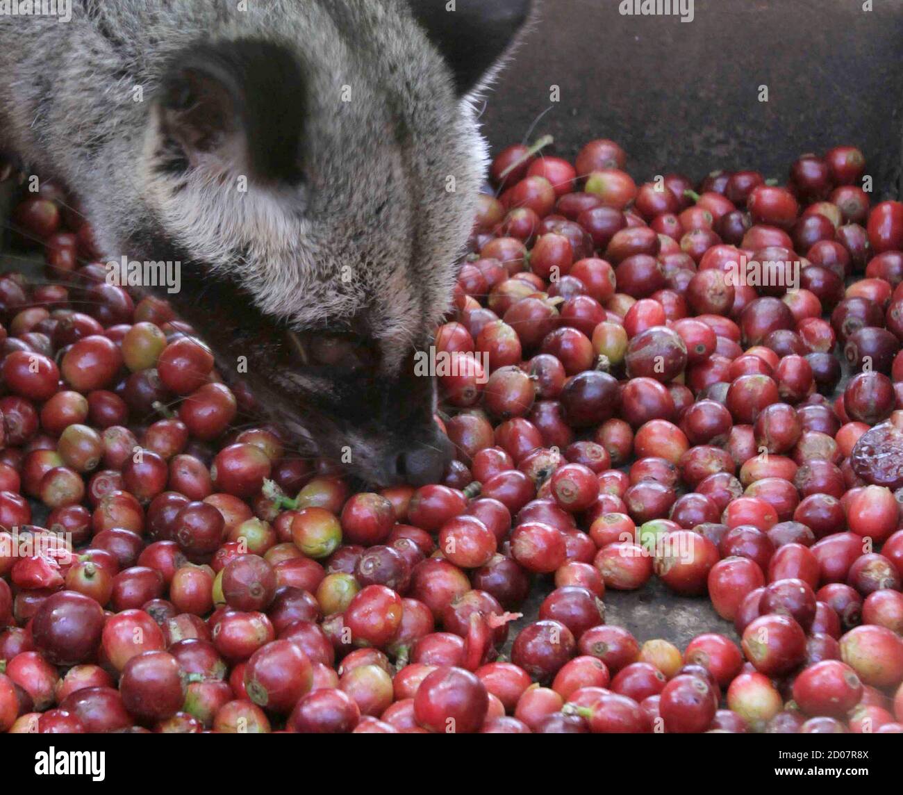 Civet fruit hi-res stock photography and images - Alamy