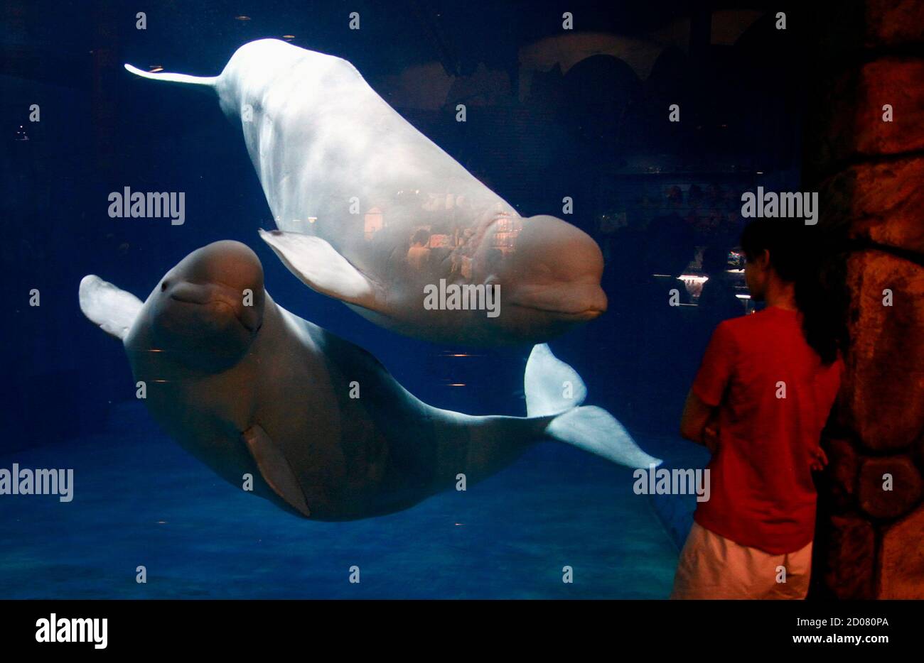 Worlds largest freshwater fish hi-res stock photography and images - Alamy