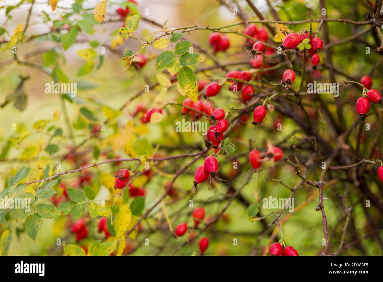 Briar Berries High Resolution Stock Photography and Images - Alamy
