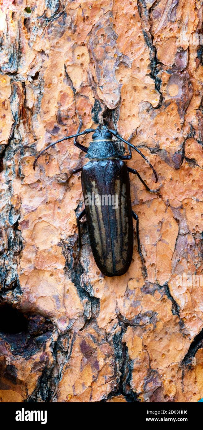 Colorado's Largest Beetle the Ponderosa Borer (subspecies Trichocnemis ...