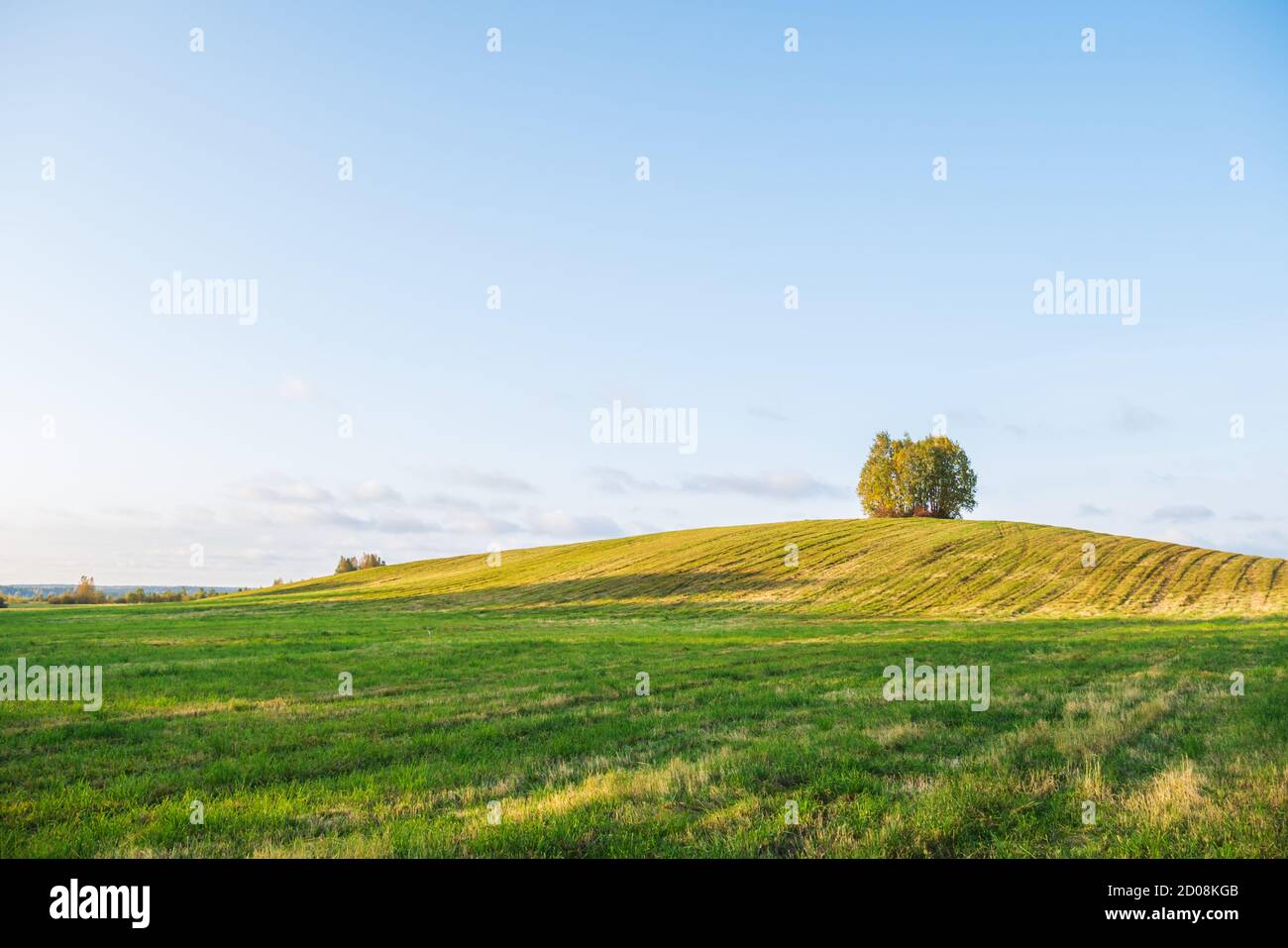 A huge green field with grass and wheat Stock Photo - Alamy