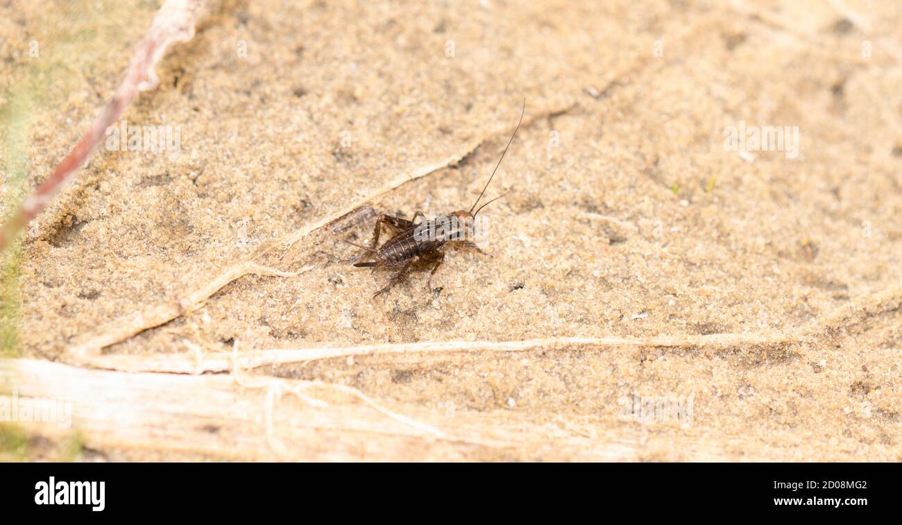 Allonemobius hi-res stock photography and images - Alamy