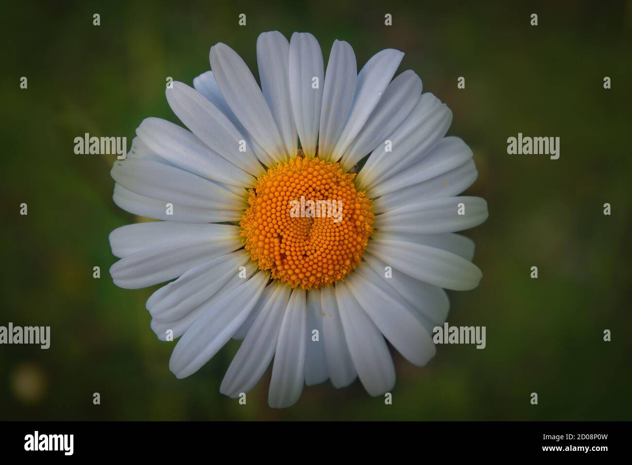 Close-up camomile flower top view on blurred natural background Stock ...