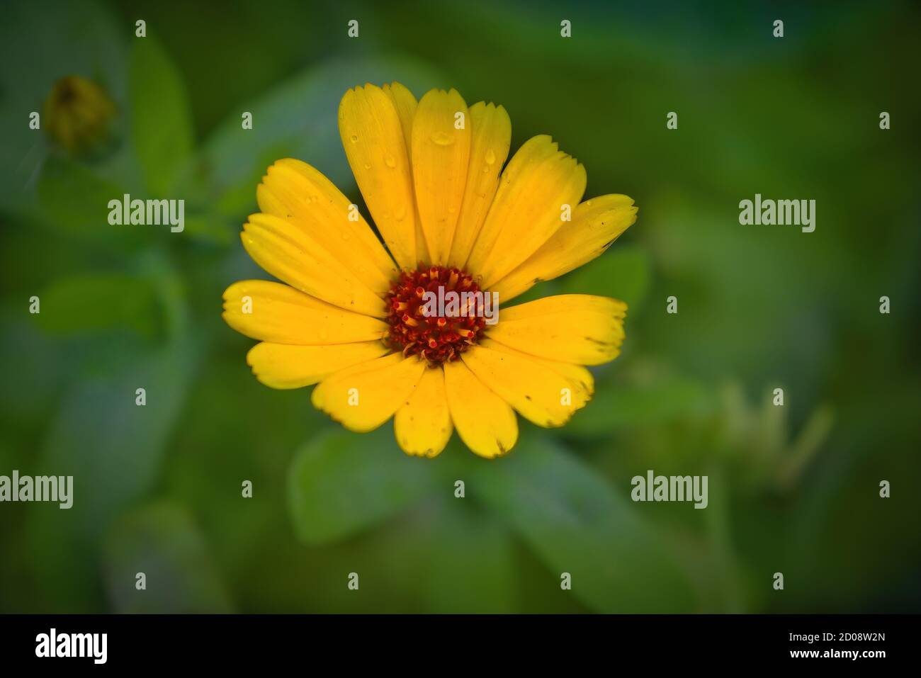 Calendula plant hi-res stock photography and images - Alamy