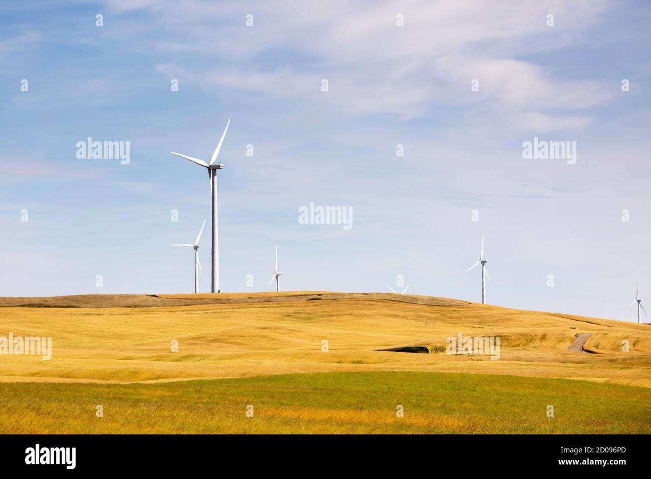 Wind Turbine farm and a real farm, Alberta Canada during summertime ...