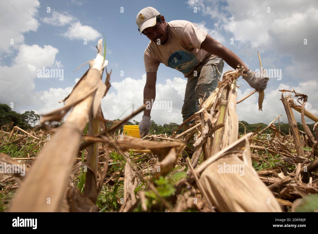 1920s cattle industry hi-res stock photography and images - Alamy