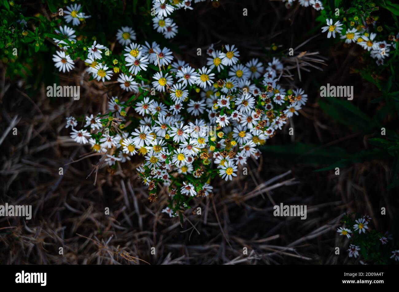 bouquet of little tiny daisy flowers Stock Photo - Alamy
