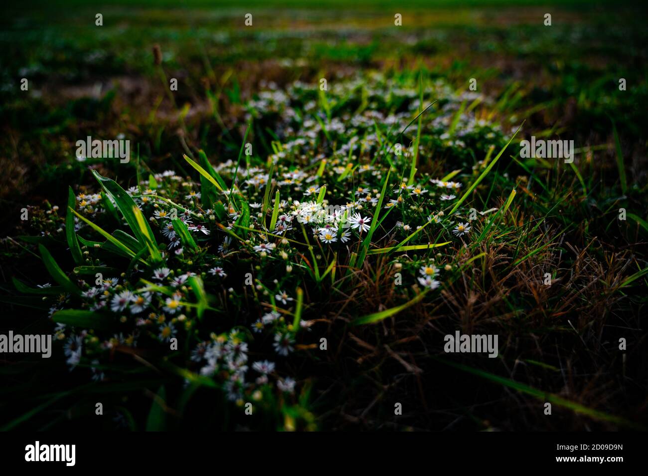 Life around us that only camera can catch sometimes Stock Photo - Alamy