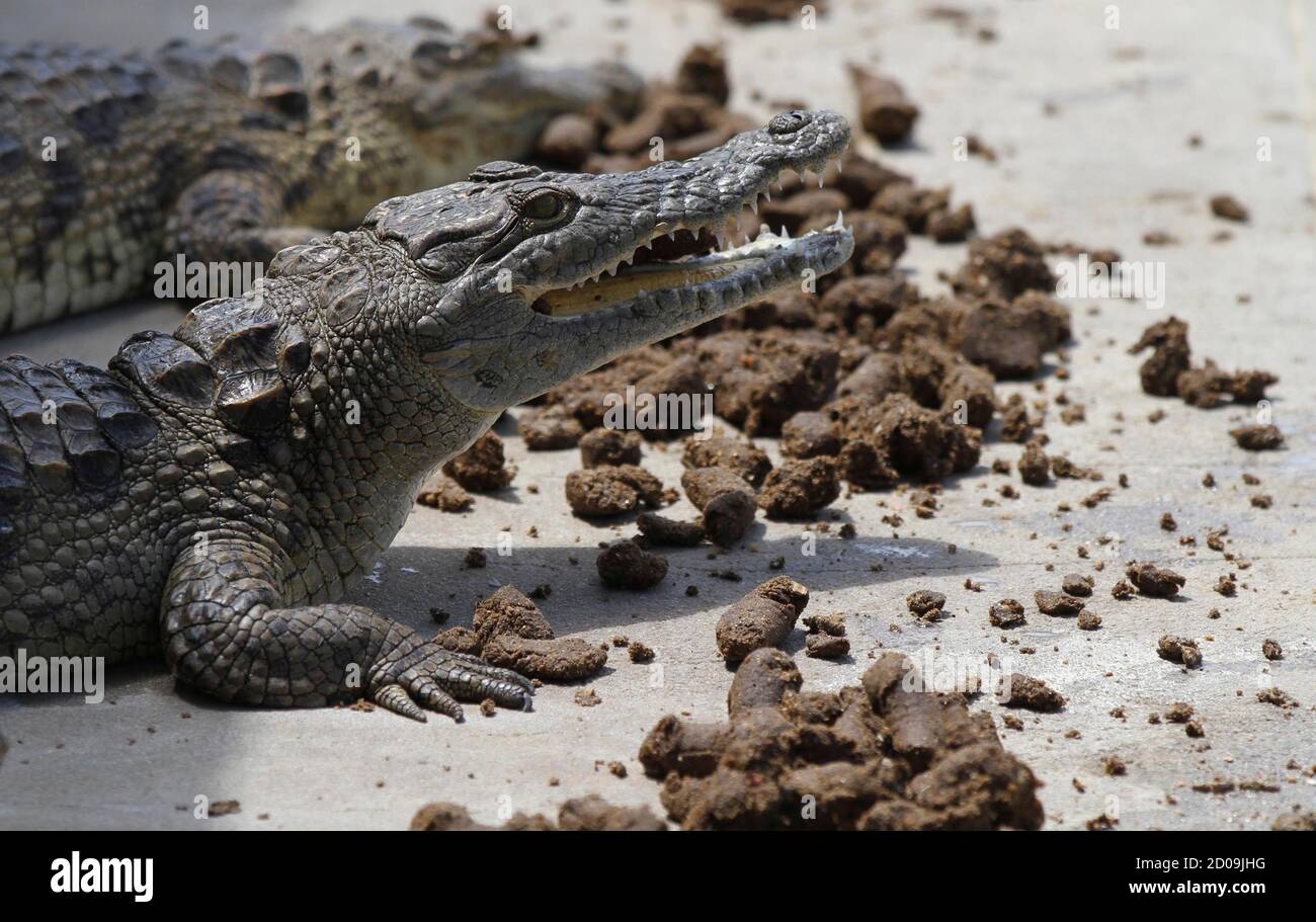 Predators in africa hi-res stock photography and images - Alamy