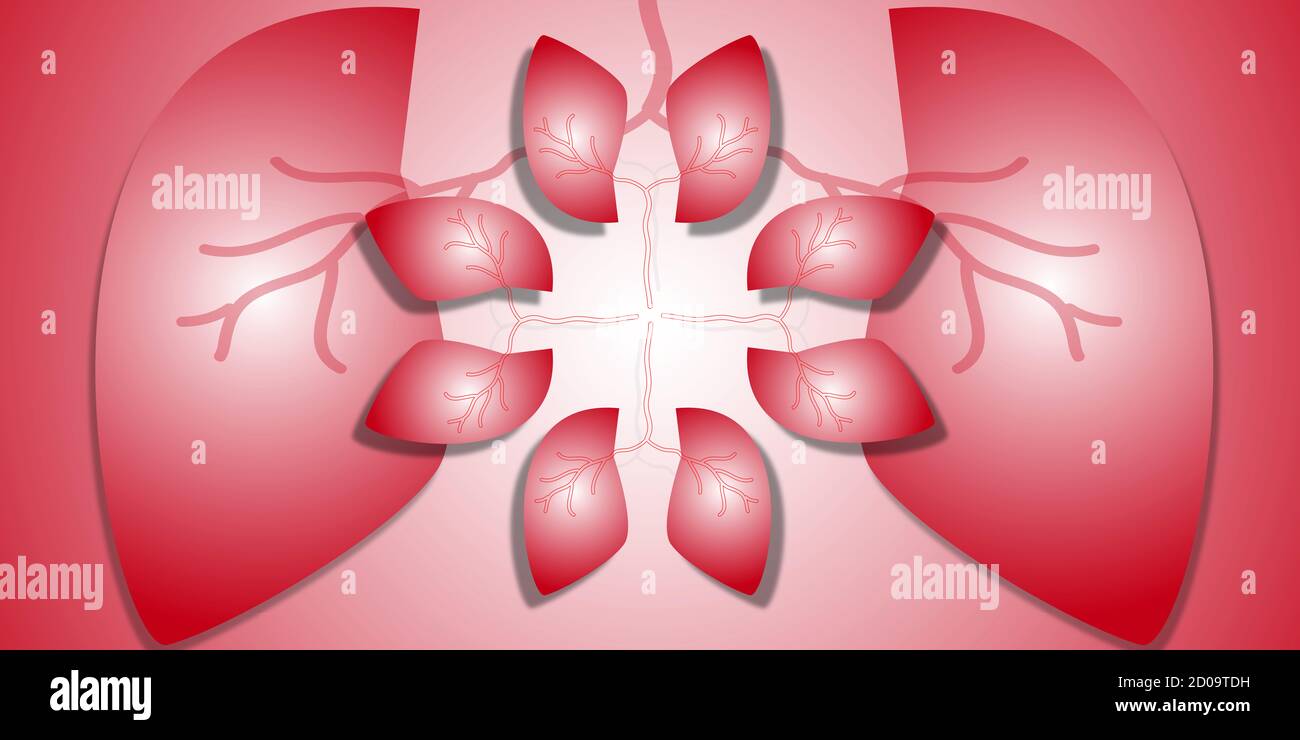 Human lungs system 3d illustration Stock Photo - Alamy