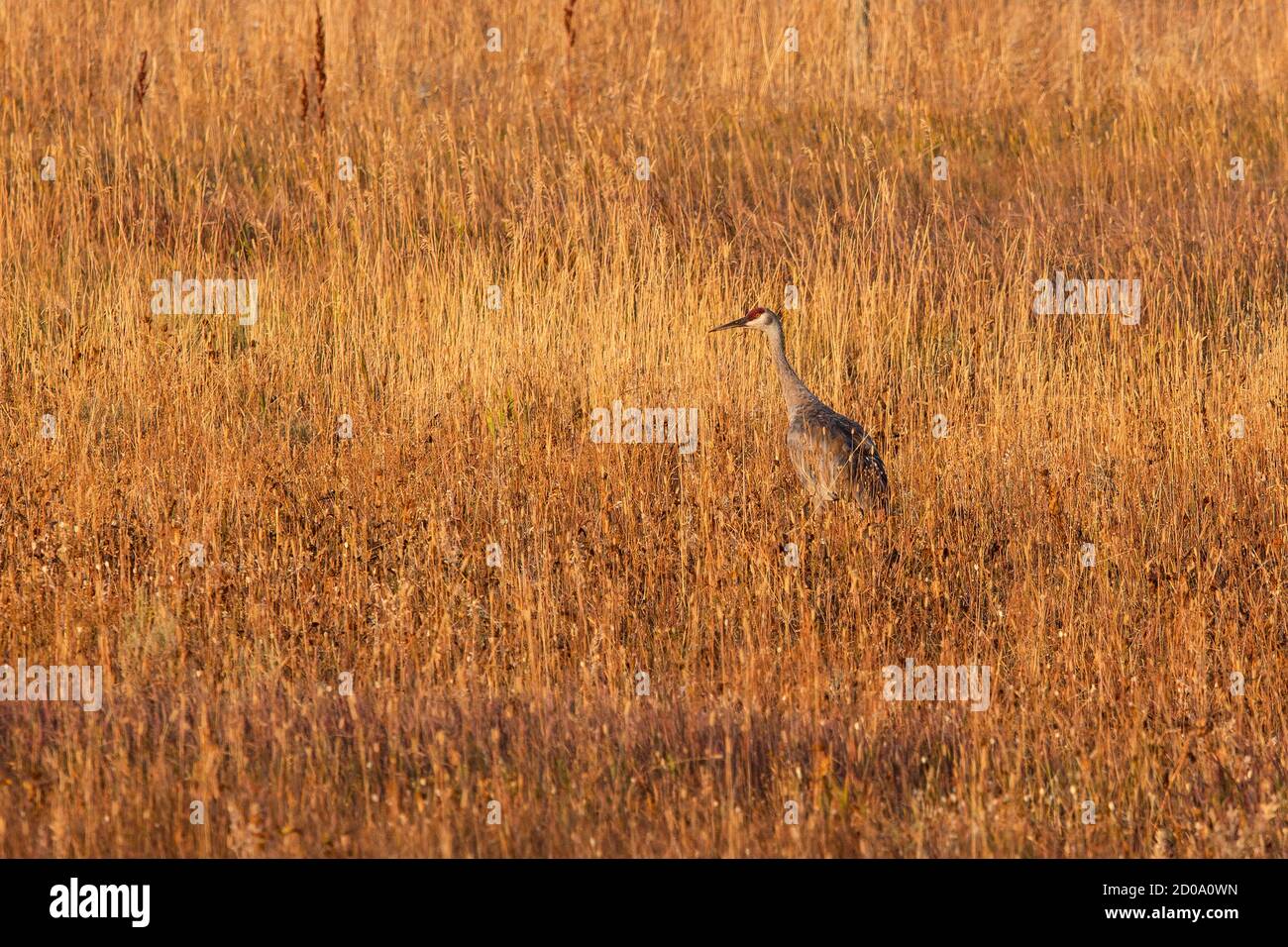 A Sandhill Crane, Antigone canadensis, feeds in a grain field at the ...
