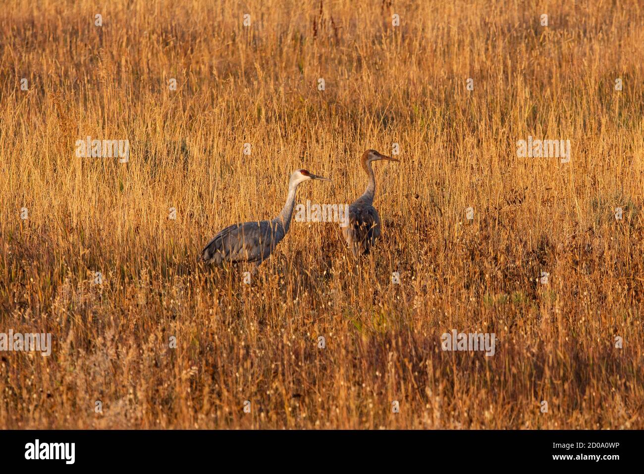 Two Sandhill Cranes, Antigone canadensis, feed in a grain field at the ...