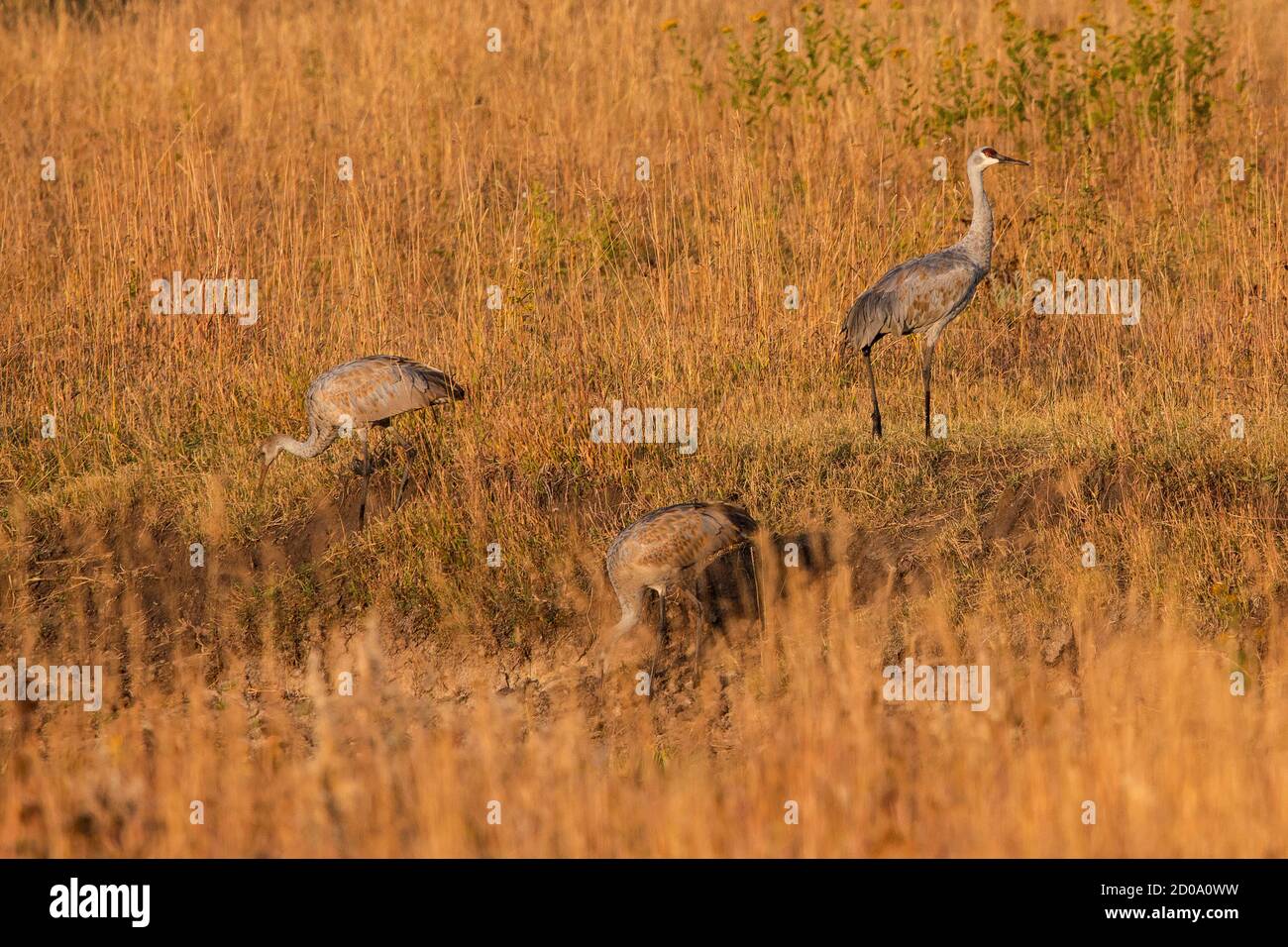 Three Sandhill Cranes, Antigone canadensis, feed in a grain field at ...