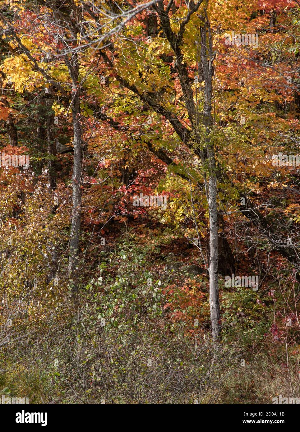 colours and lines in a forest in autumn Stock Photo - Alamy